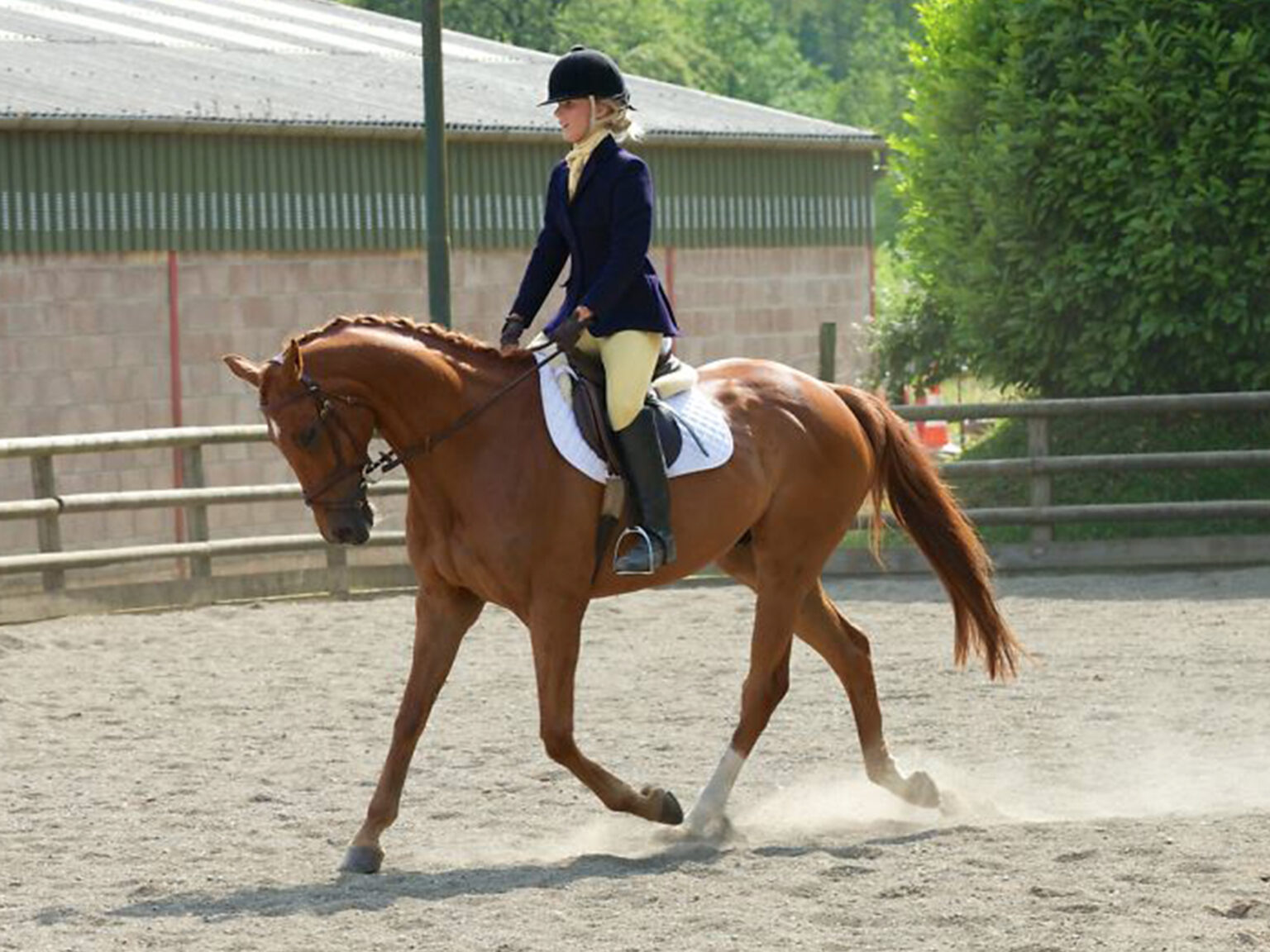 Retired Horses – Tim Vaughan Racing